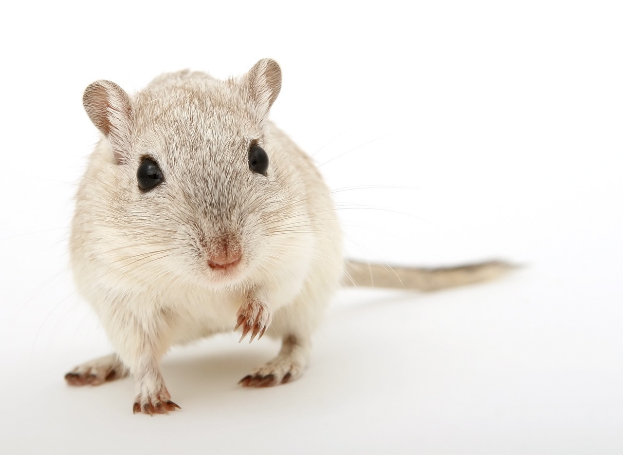 The First Immortal Mouse Is Created - Timeline - Futurebase